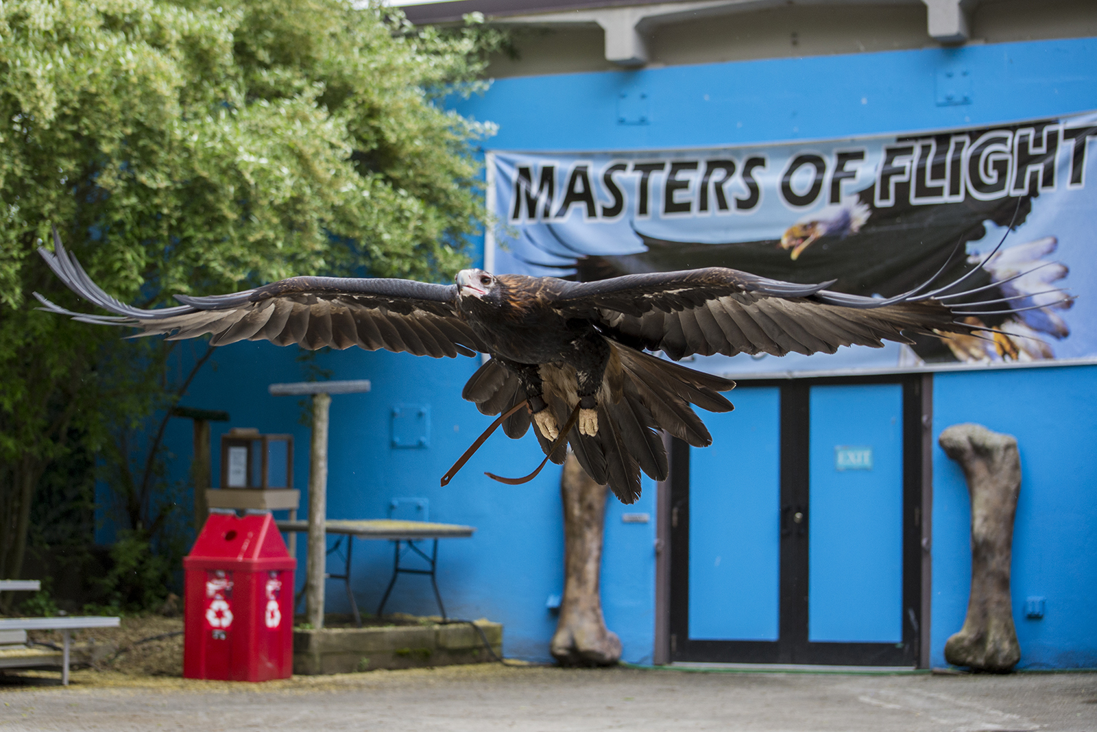 World Bird Sanctuary: Duncan The Magnificent
