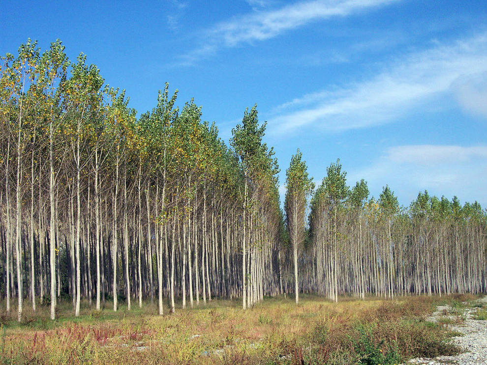 Pitillas: SUBASTA DE CHOPOS