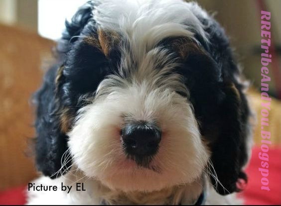 RRE Tribe & You: Paddington, the SpringerDoodle Dog