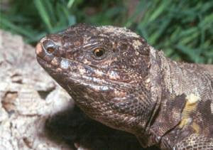 El Hierro Giant Lizard