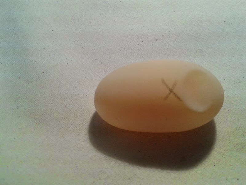 Clemmys guttata: The spotted turtle: More about dented eggs