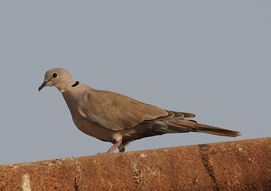 Birds of Saudi Arabia: Four Doves