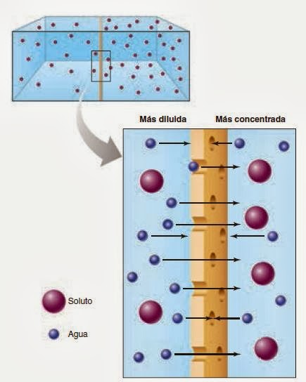 Conceptos: ósmosis, presión osmótica, Molaridad, Molalidad y ...