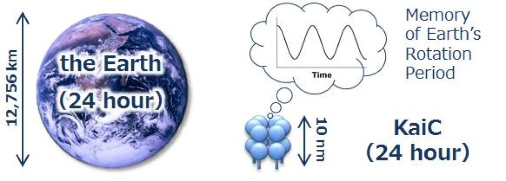 Earth's daily rotation period encoded in an atomic-level protein ...