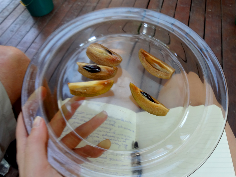 Australia's Exotic Fruit Farm: 2 Fruit Tasting