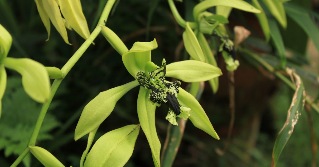 Coelogyne pandurata care and culture | Travaldo's blog