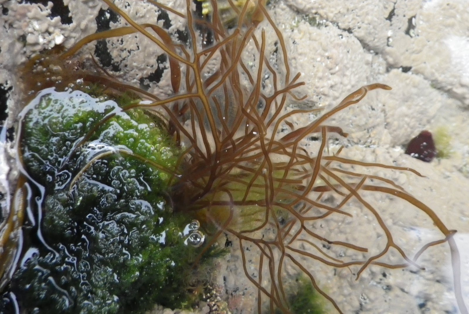 Rock Pooling: Rock Pooling destination: Mallaig, Scotland May 2013