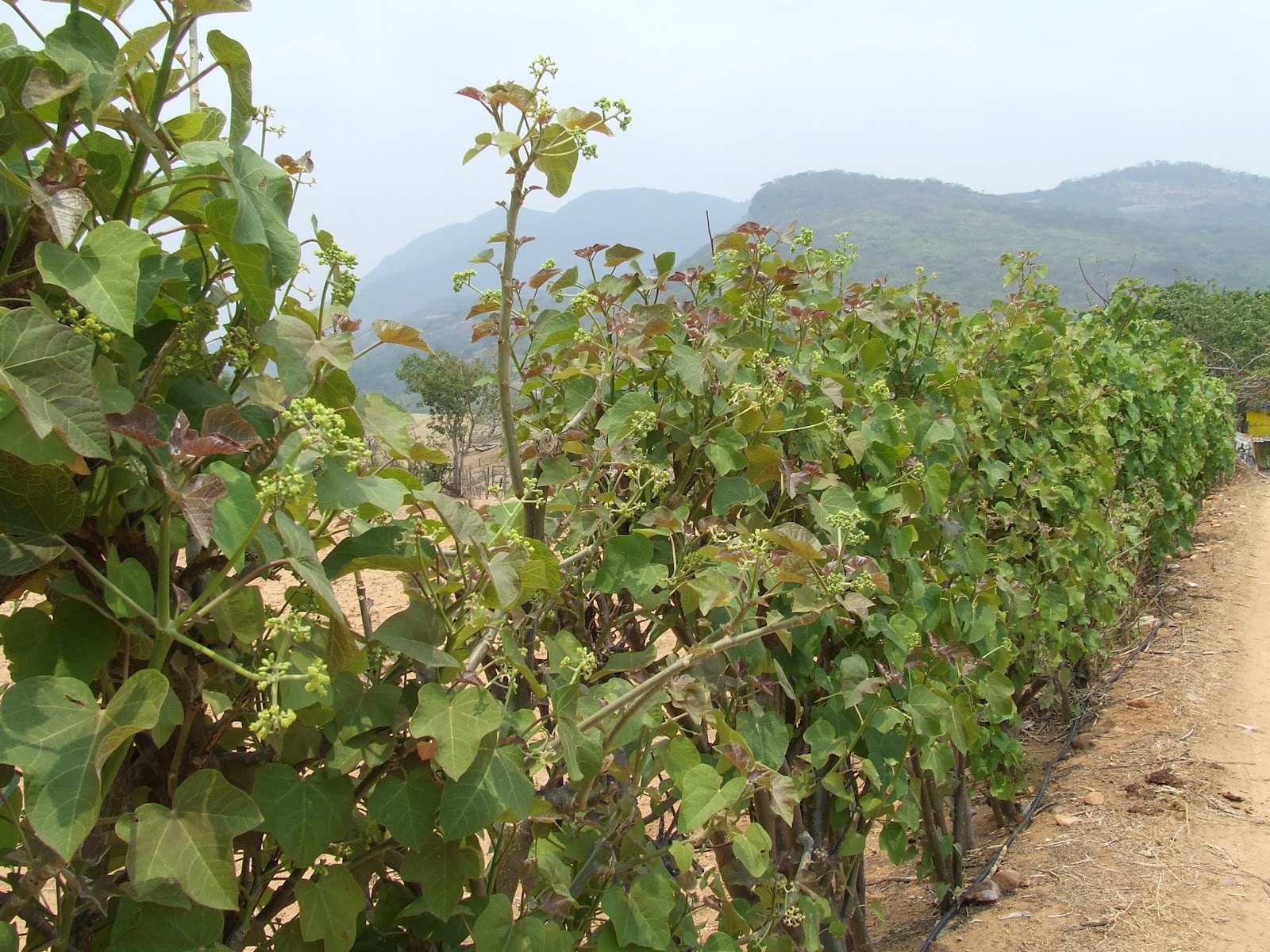 Informativo Chiapas: Cercas vivas, abono verde y beneficios agropecuarios