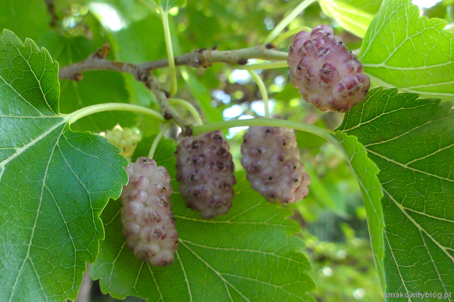 Smakowity blog: Morwa