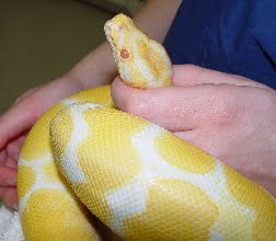 herpetology: Ball Python (Python Regius)