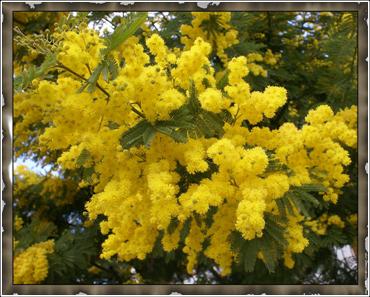 Natural perfects secret: Lekkość bytu mimozy