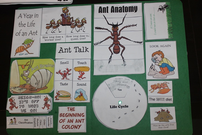 Ant Lapbook - Simple Living. Creative Learning