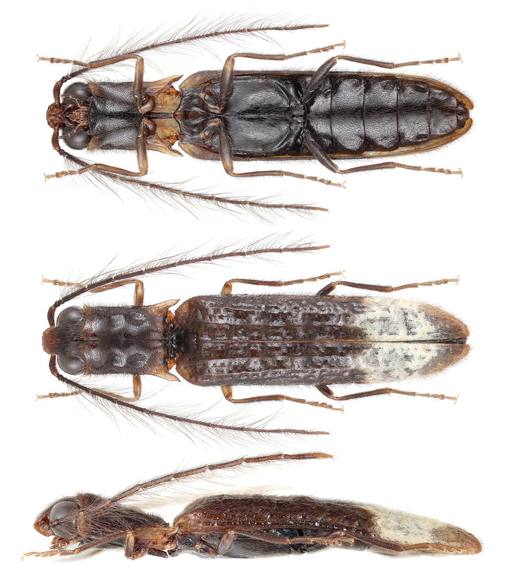Species New to Science: [Entomology • 2019] Sinopyrophorus schimmeli ...
