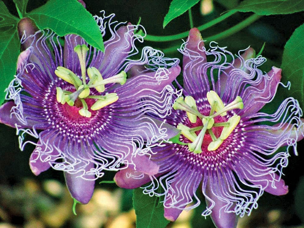 Lets Enjoy The Beauty Passion Flower One Of The Worlds Most Beautiful Flowers