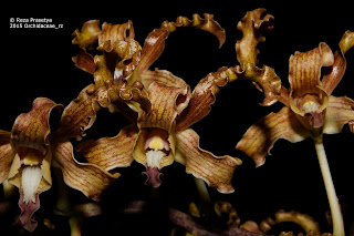 The Wonderful Orchids: Dendrobium discolor