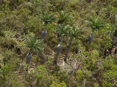 Cacheito o cacheo de Oviedo (Pseudophoenix ekmanii Burret)