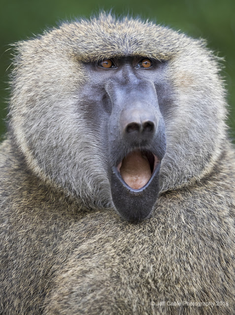 Jeff Cable's Blog: The monkeys and baboons of Tanzania, Africa
