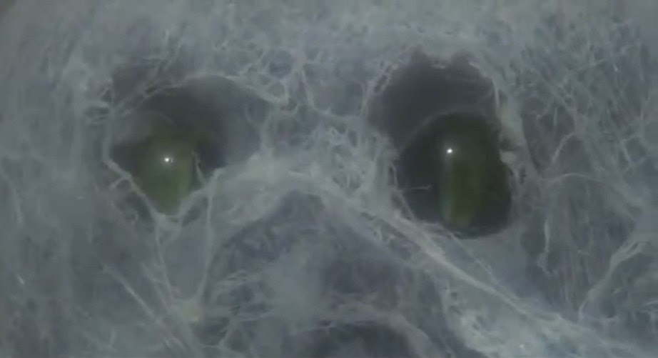 The Bloody Pit of Horror: Conquest (1983)