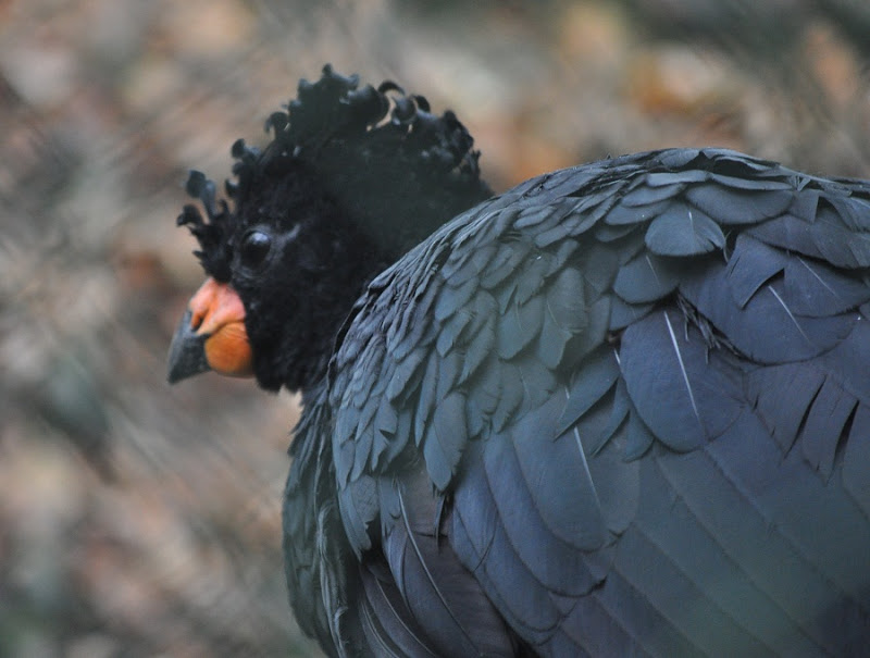 ZOOTOGRAFIANDO (6.096 ANIMALS): MUITÚ PIQUIRROJO / RED-BILLED CURASSOW ...