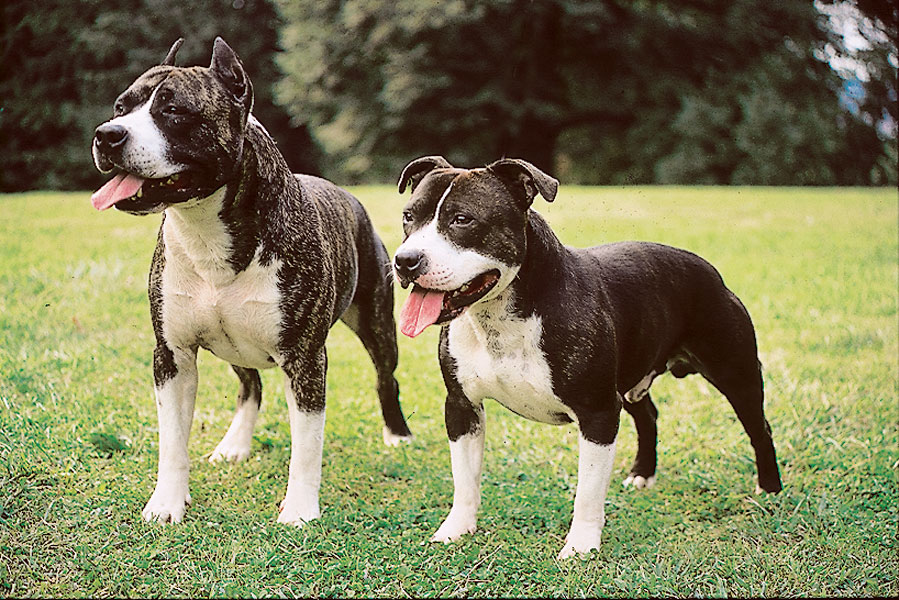 Dynamite Dexter: The Wonderful Staffy!