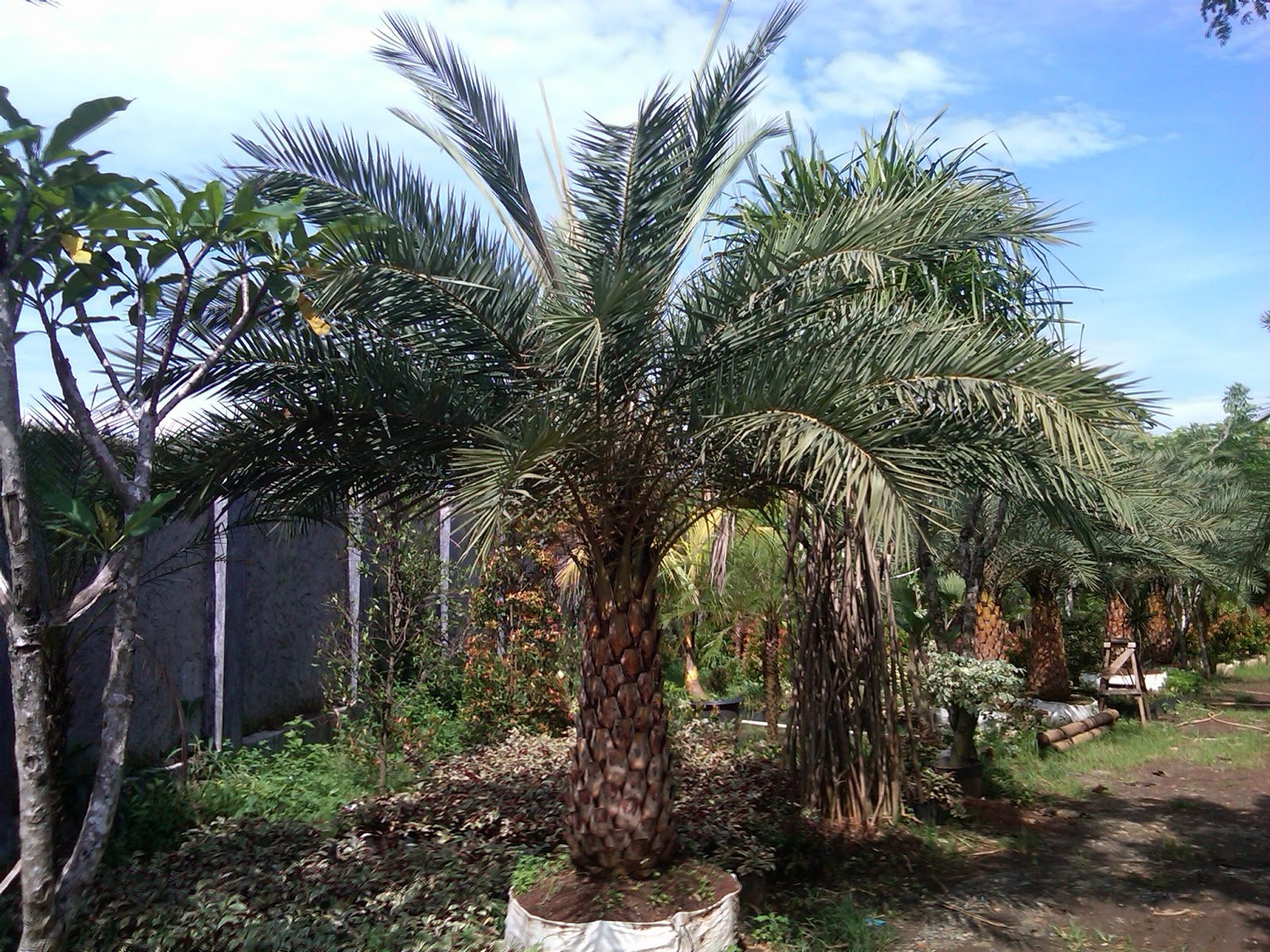 Jual Pohon Palem Kenari Murah | Palem Kenari Silver Murah | Palem ...