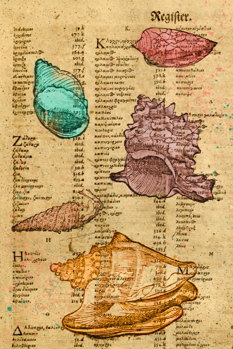 Anne's Creative Cornucopia: "Vintage Sea Shells" – Postcard