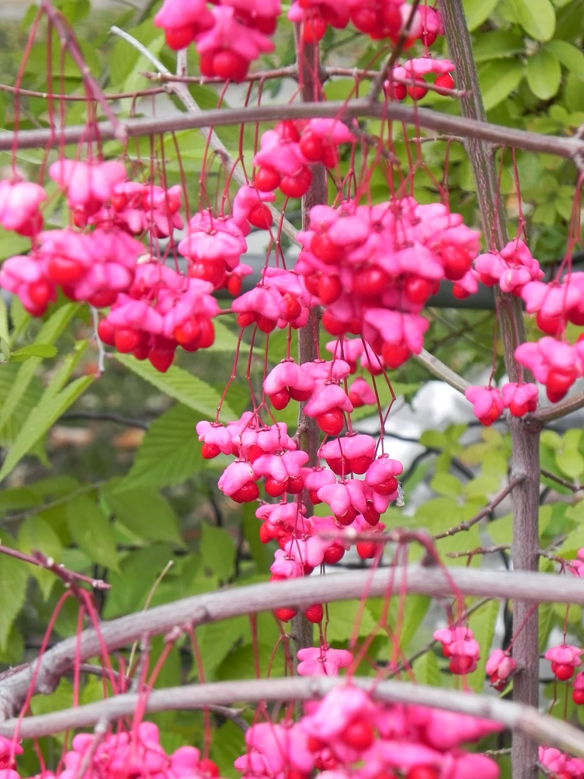 Hardin County Keepsakes: wall hanging/Wahoo plant