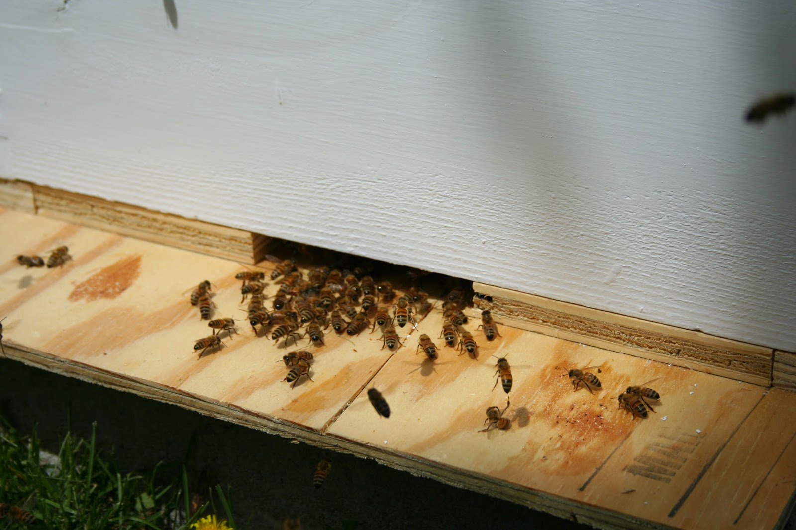 Chicken Scratch Poultry: Collecting Honey From The Bee Hive