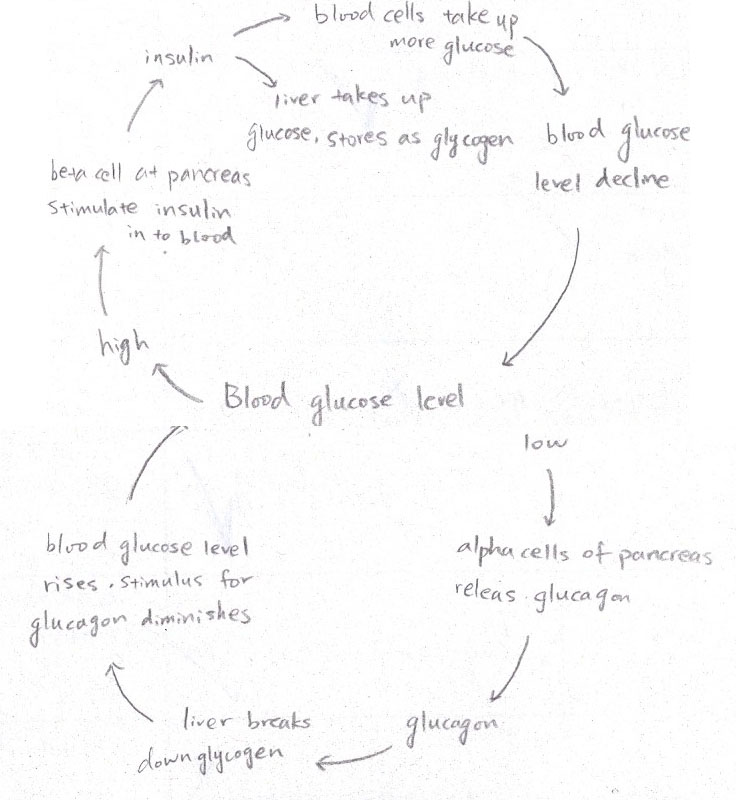 GiniChin-SBI4U: Feedback Loops and Homeostasis
