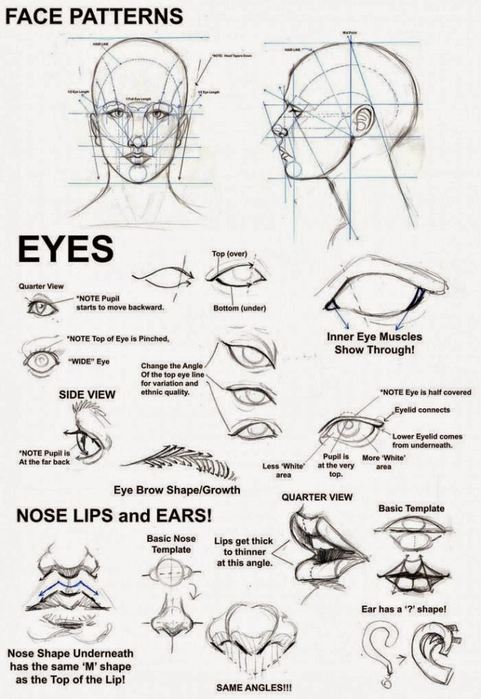 Drawing and Painting tutorials: Head and face reference!