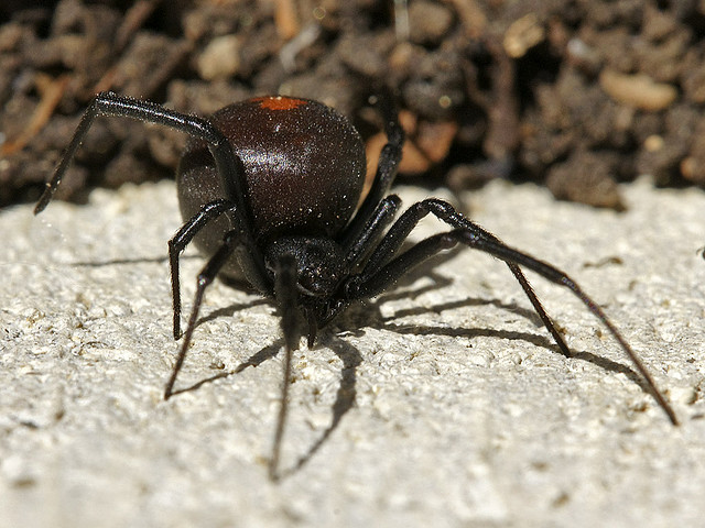 Real Monstrosities: Redback Spider
