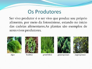 DESVENDANDO A VIDA: CADEIA ALIMENTAR