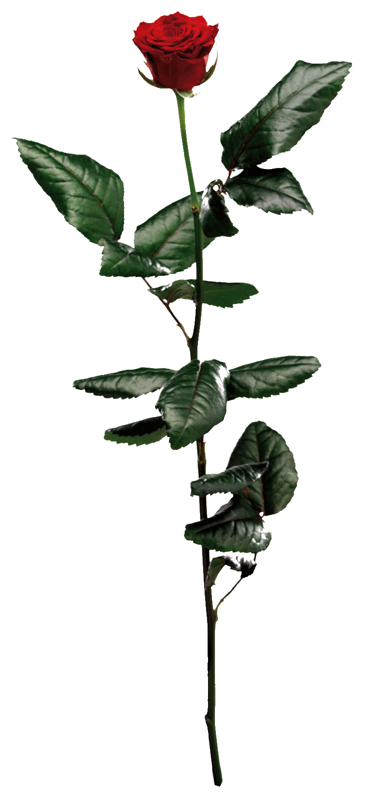 ஐ ~ஐ~~~ Lily of the West ஐ~ஐ~~~: " Ruža je ruža pa da na kraj svijeta ...