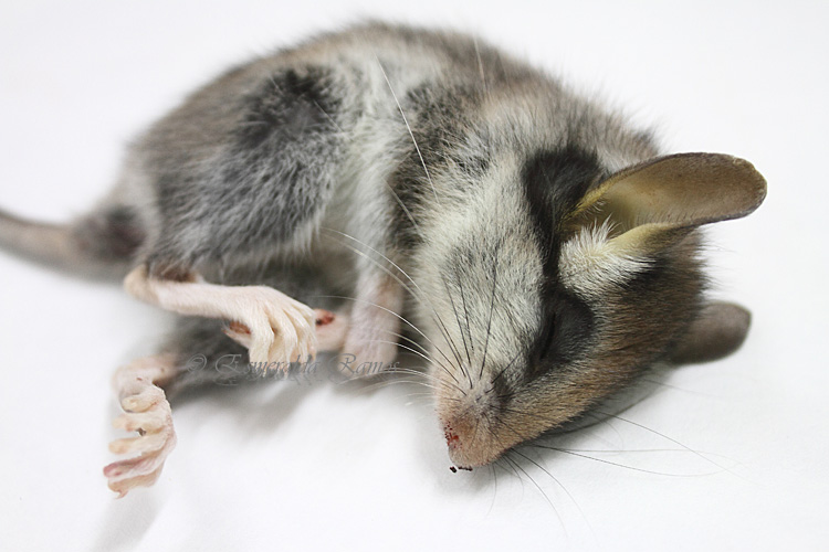 Cuaderno de campo. Rastros e indicios de fauna: Lirón careto (Eliomys ...