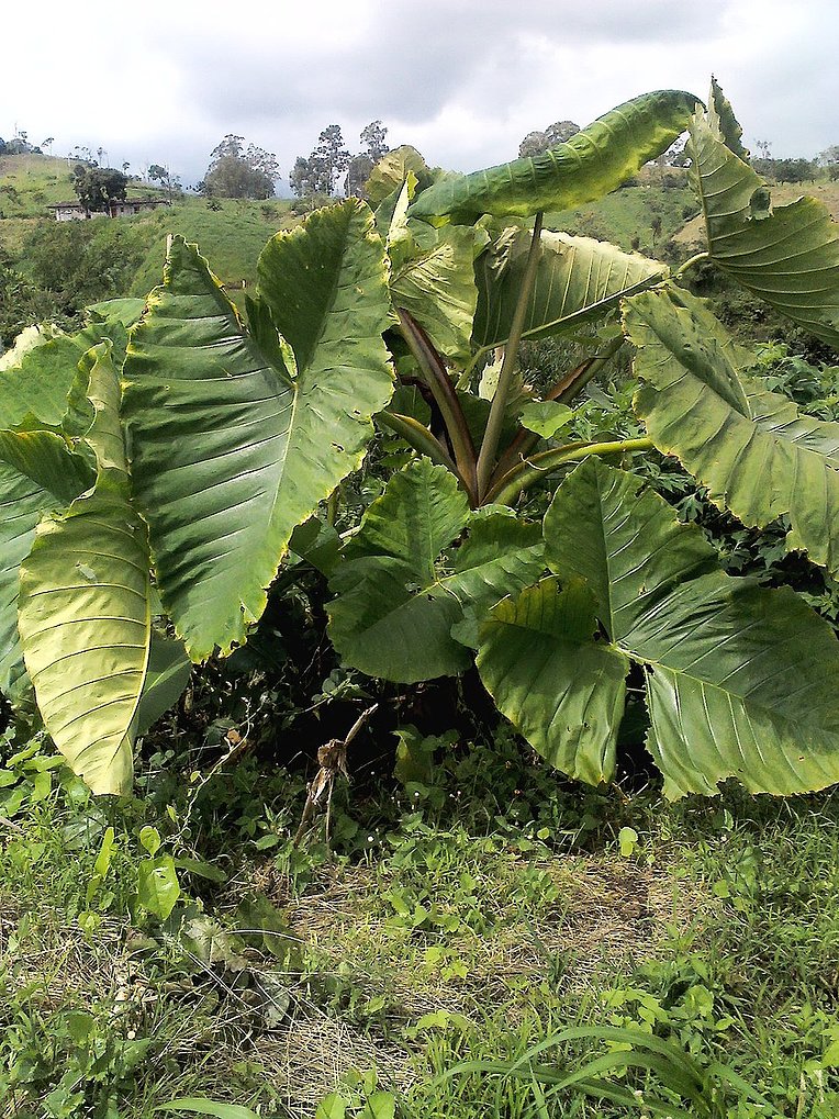 Planta medicinal para el cancer