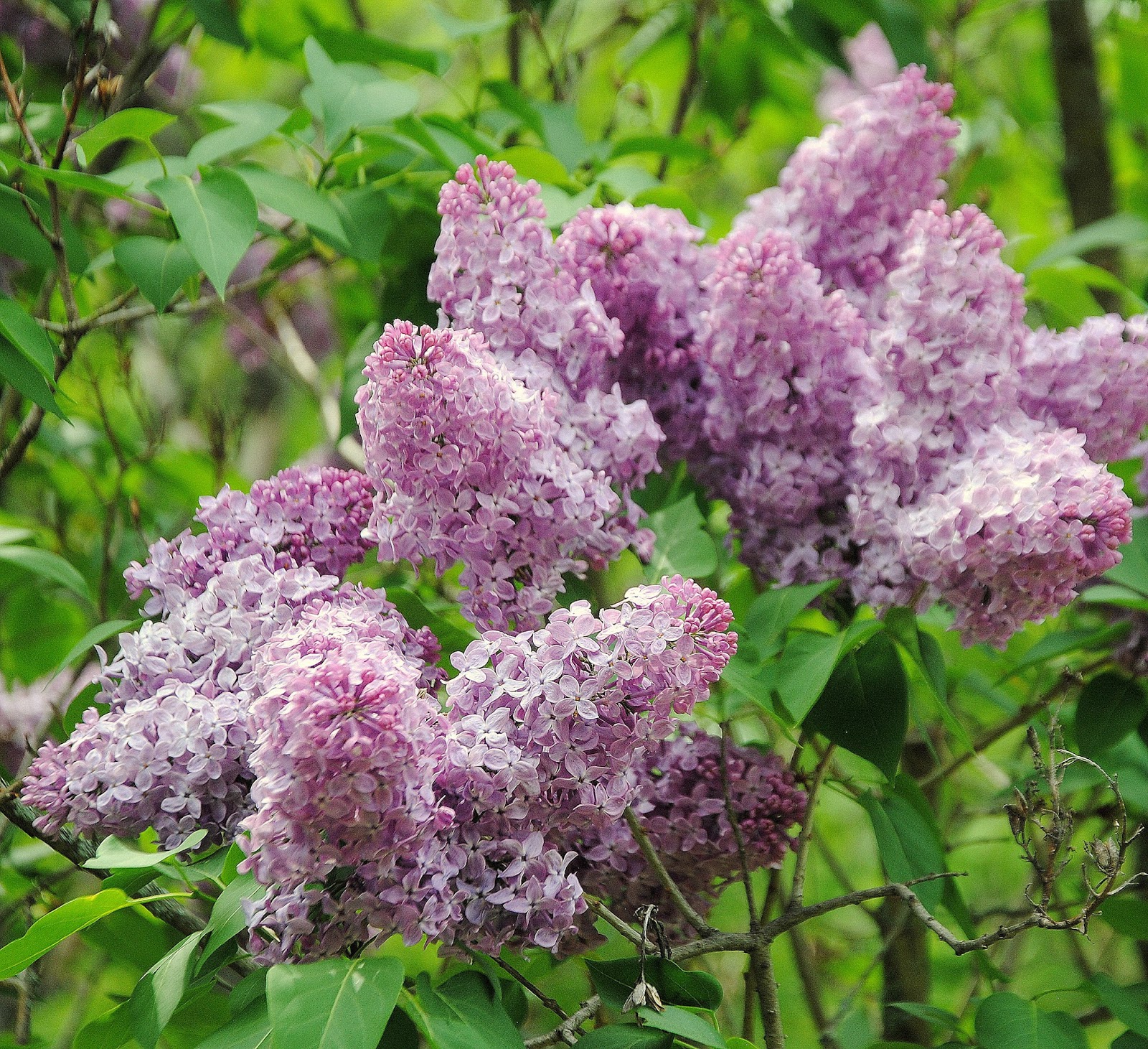 Camera on King & Aurora : The story of Lilac