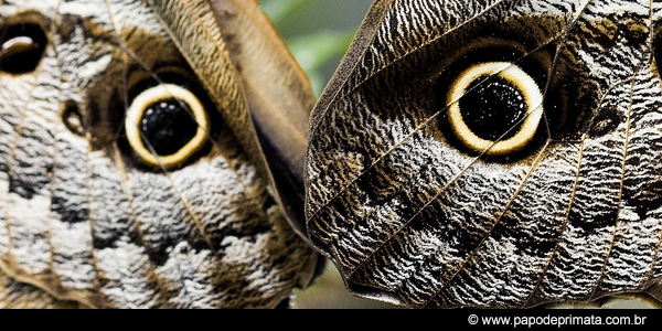 La Huella Curiosa: El arte para no pasar desapercibido: Mimetismo