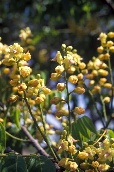 Flora de Puerto Rico Ilustrada Papo Vives: Caesalpinoideae STAHLIA ...