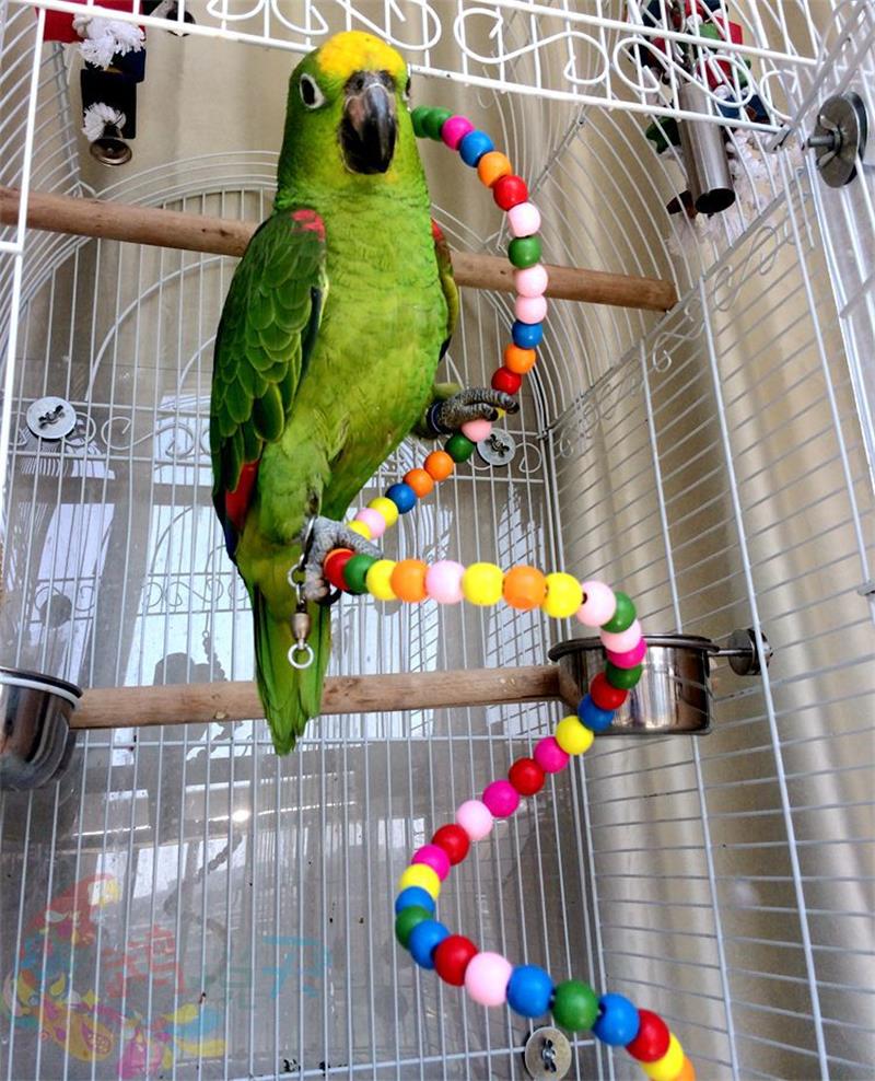 Bird Lovers: Merawat Lovebird