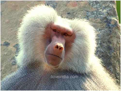 Anders Rasmussen Blog: Nice experiment on Baboons show that monkeys can ...