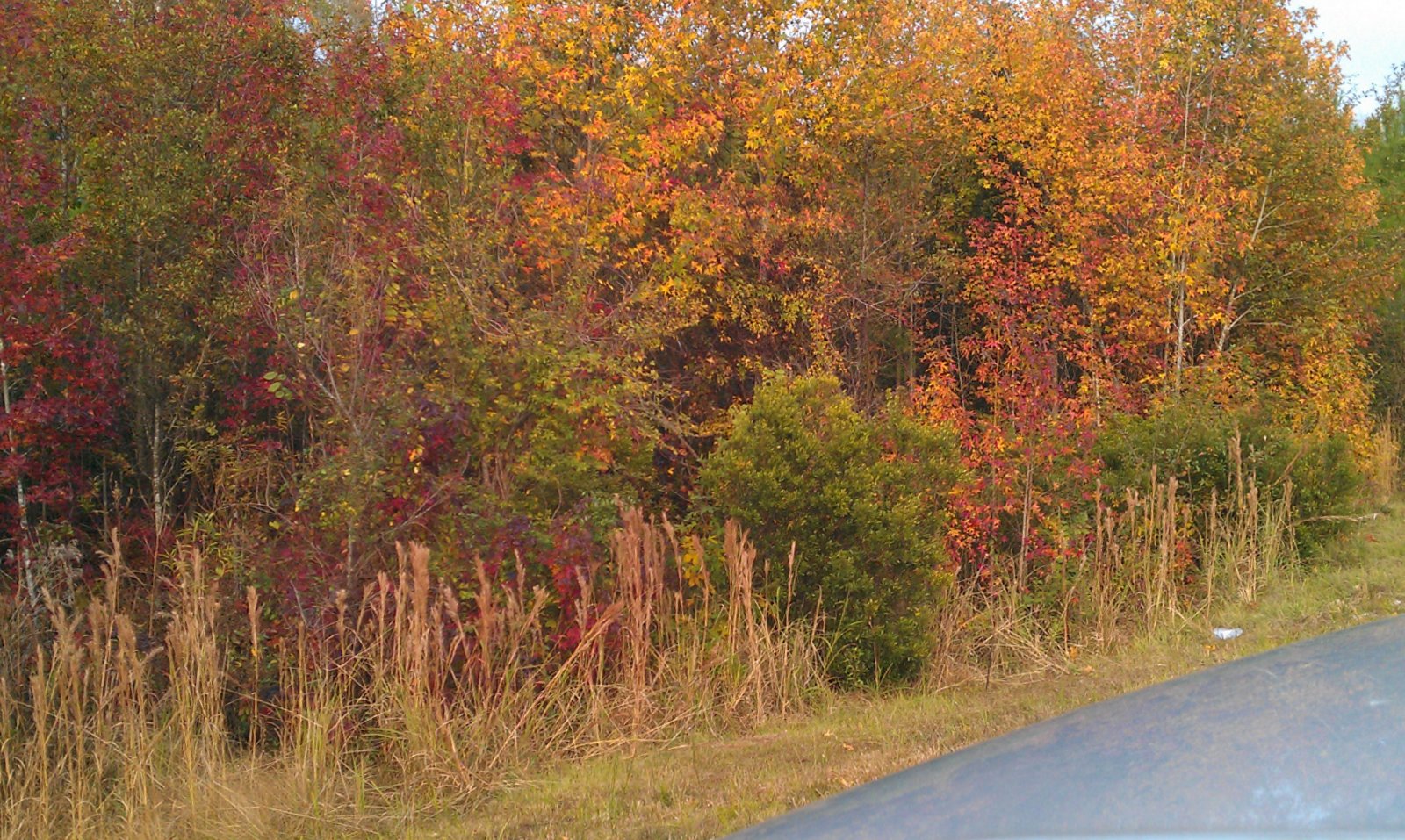 Some Fall Colors Leaving Charleston