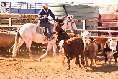 Family Travel Blog : Animals of Australia