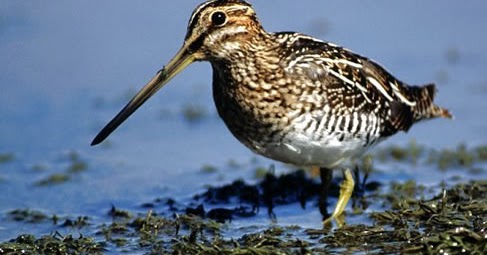 Snipe Bird | Animals Blog