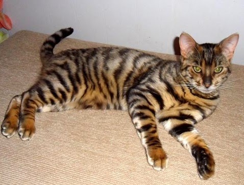 Кошки породы мен кун | Toyger cat, Toyger kitten, Beautiful cats