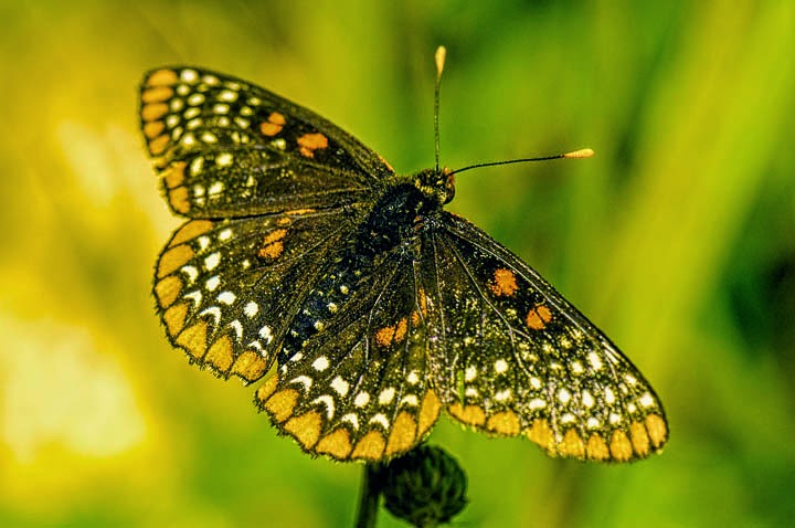 Baltimore Checkerspot