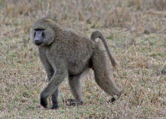 Baboon - Wild Life Planet