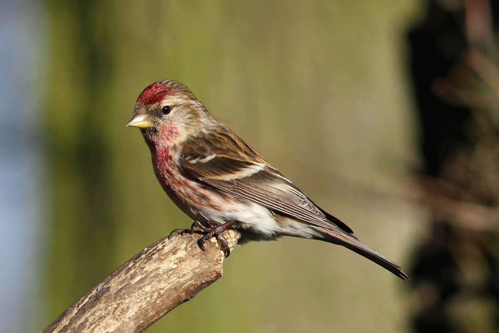 TrogTrogBlog: Bird of the week - Lesser redpoll