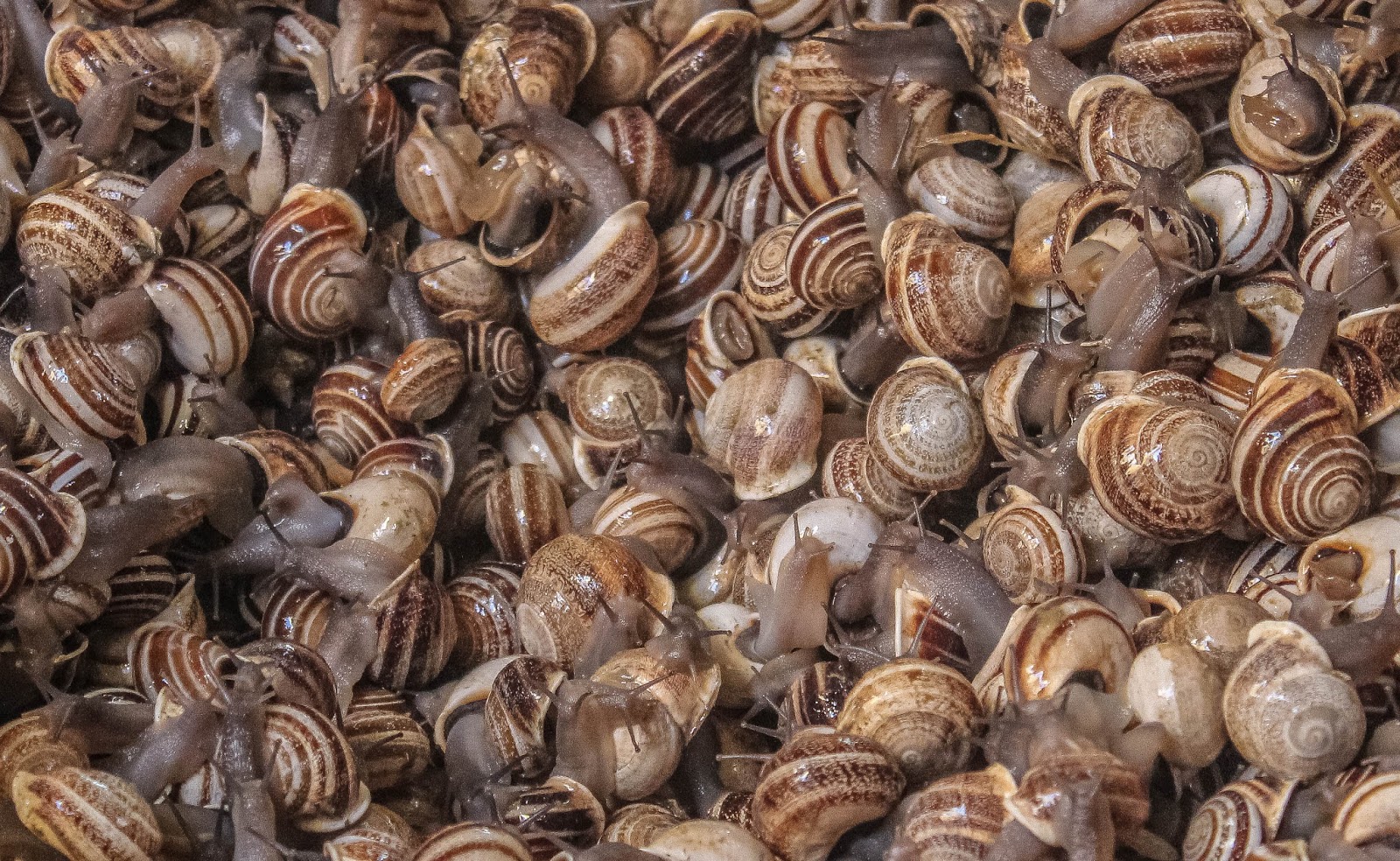 Cannundrums: Snail Soup in Morocco