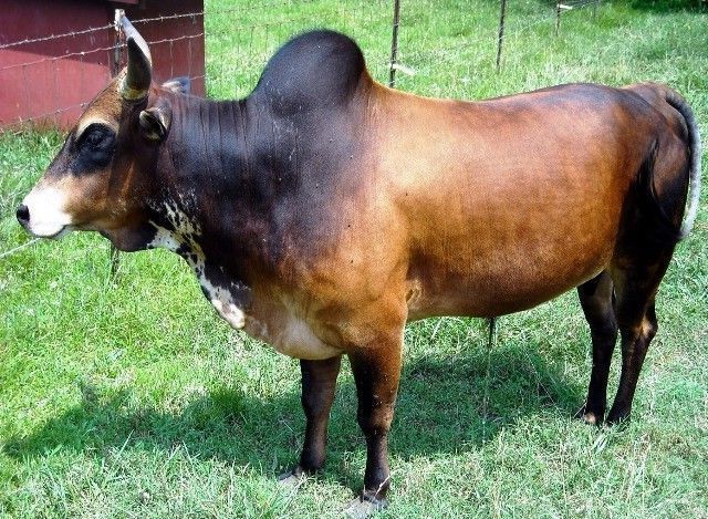 Bangsa-bangsa Sapi, Kambing, Domba, Kerbau, Kuda, dan Babi ...