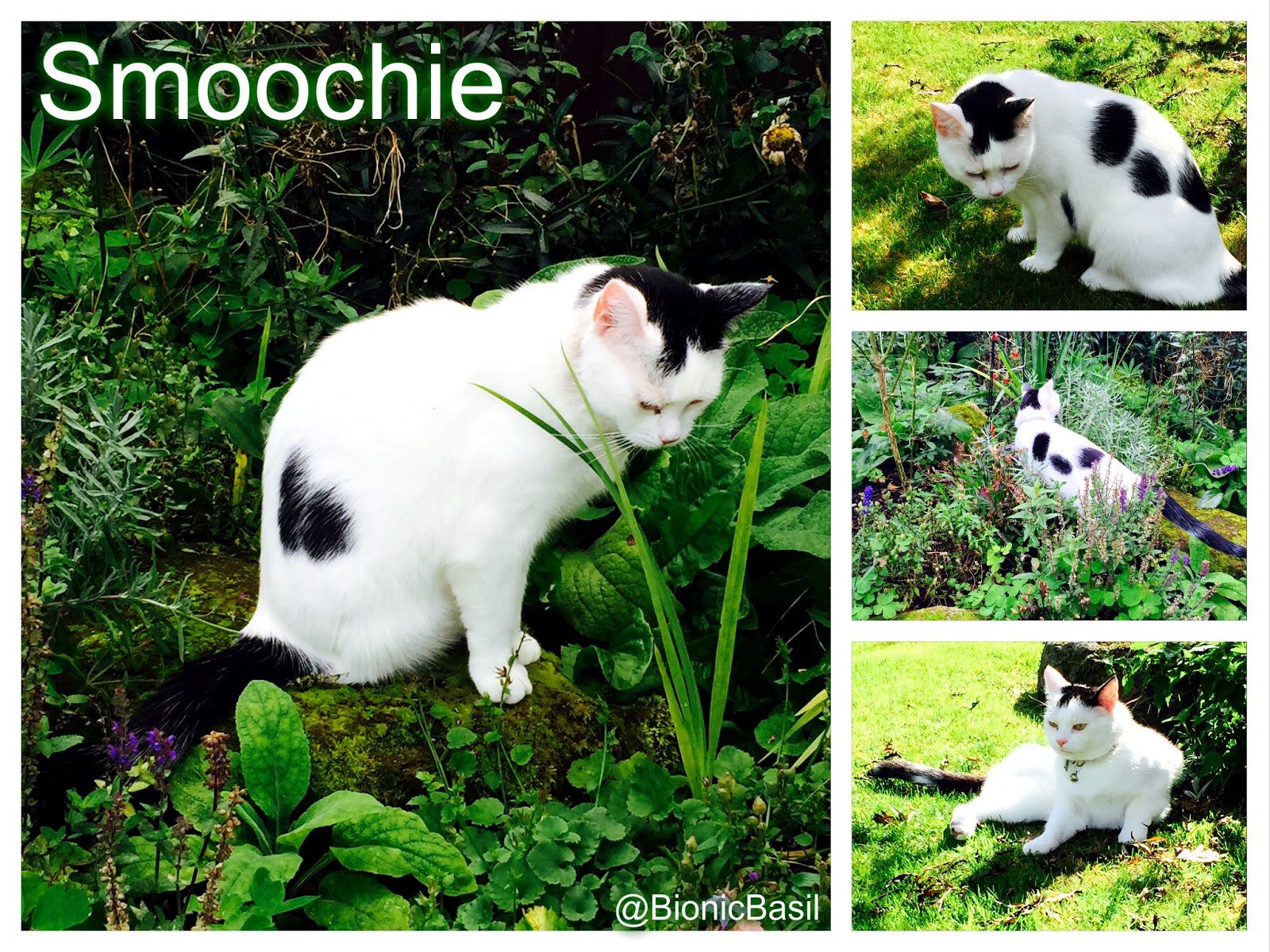 Basil's Blog: Wordless on Wednesday with Smoochie